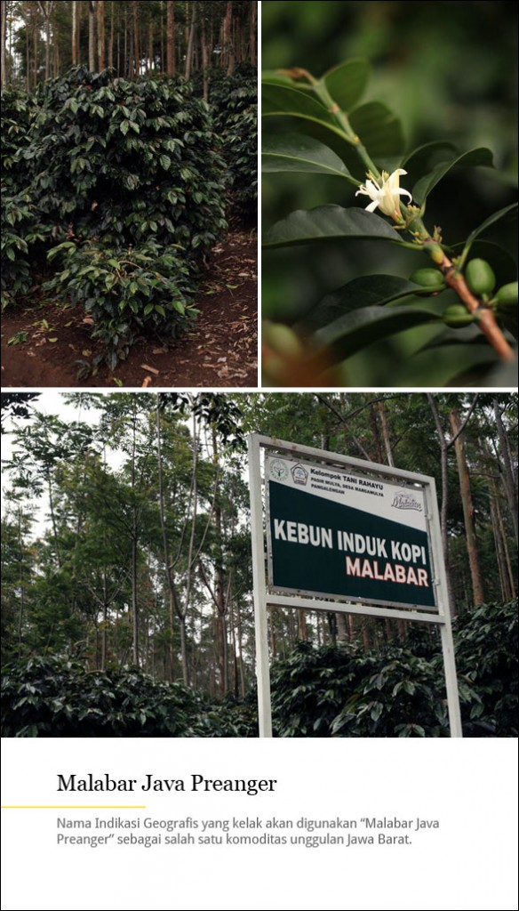 Malabar Java Preanger – Cikopi